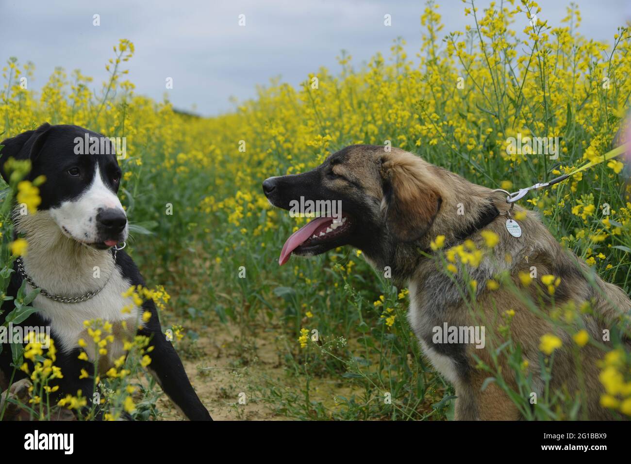 Labrador and Leonberger dogs play together and rest on the meadow and ...