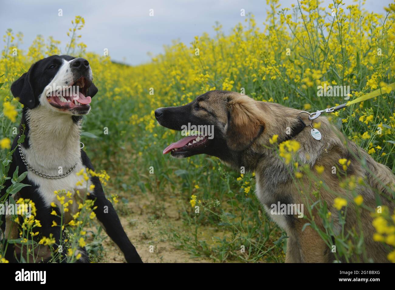 Labrador and Leonberger dogs play together and rest on the meadow and ...