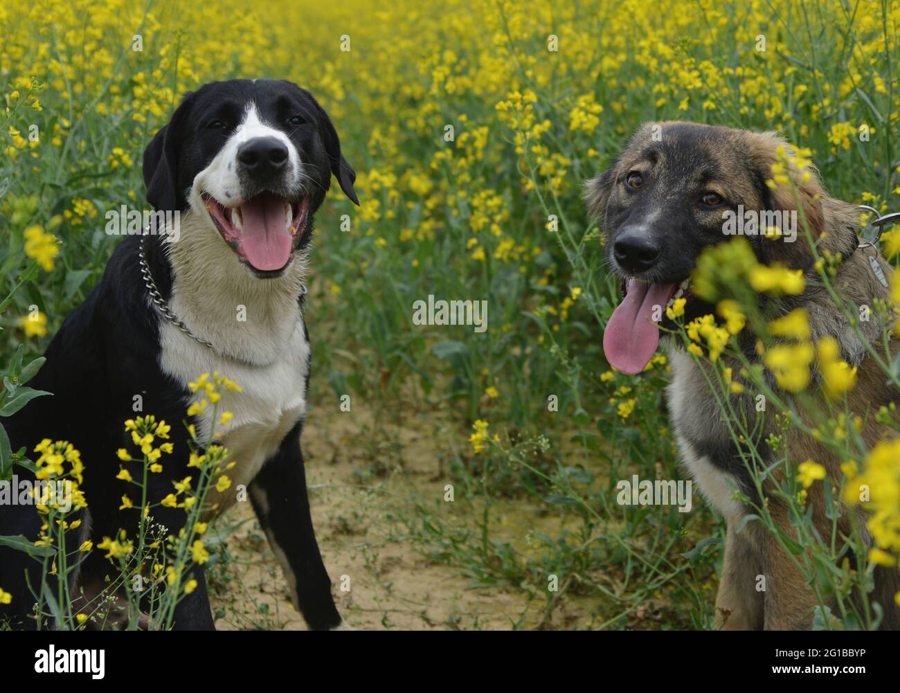Labrador and Leonberger dogs play together and rest on the meadow and ...