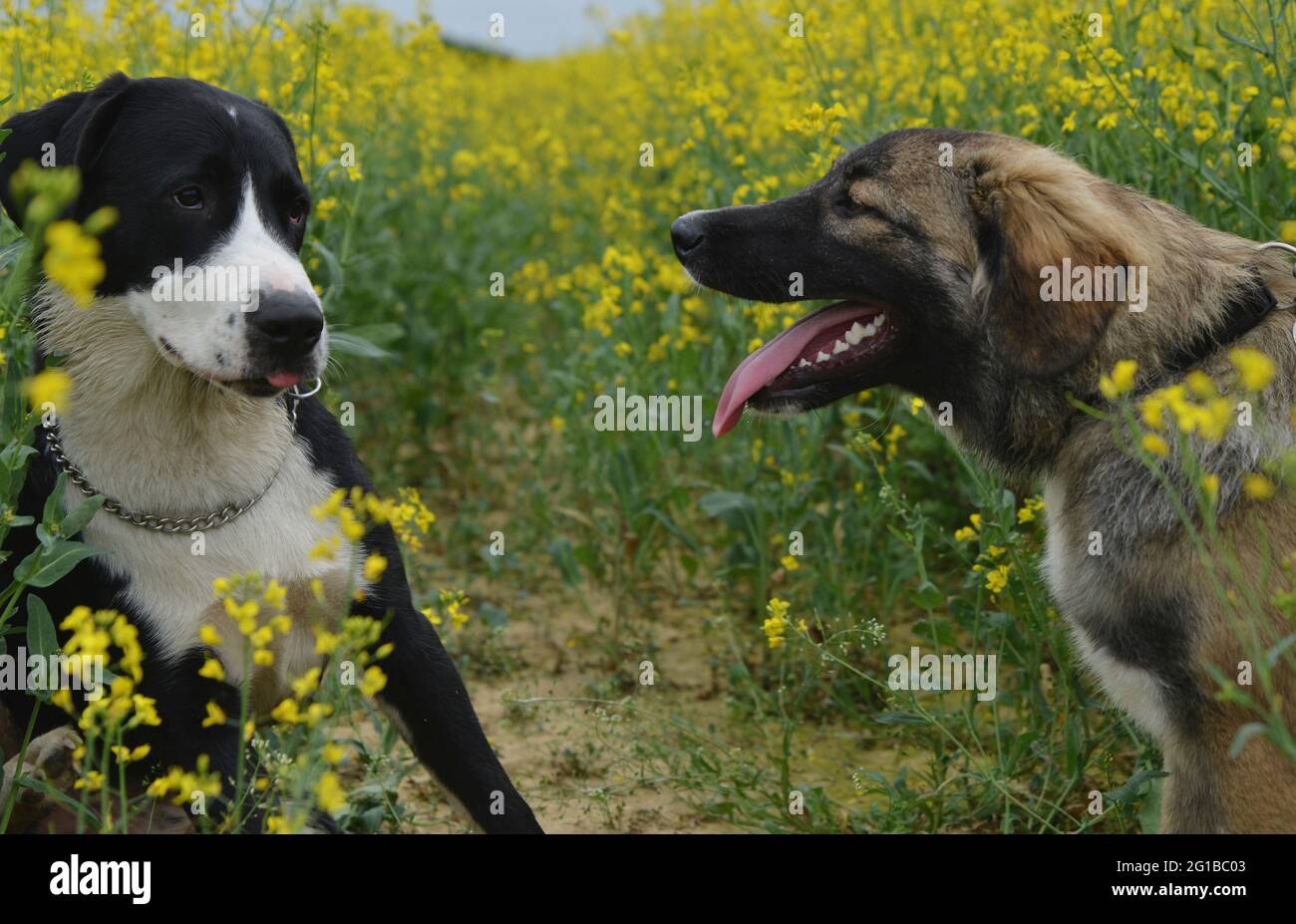 Labrador and Leonberger dogs play together and rest on the meadow and ...