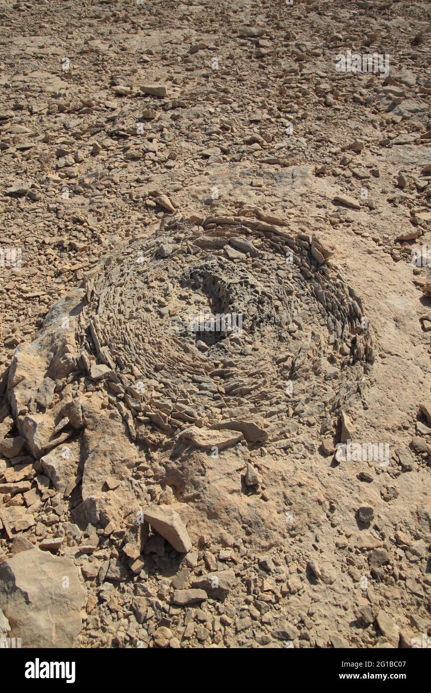 Base of a Limestone Nodule, it's circling lines show how it evolved ...