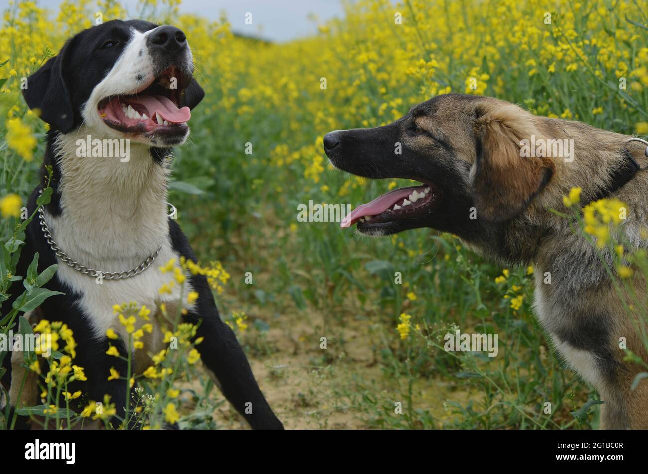 Labrador and Leonberger dogs play together and rest on the meadow and ...