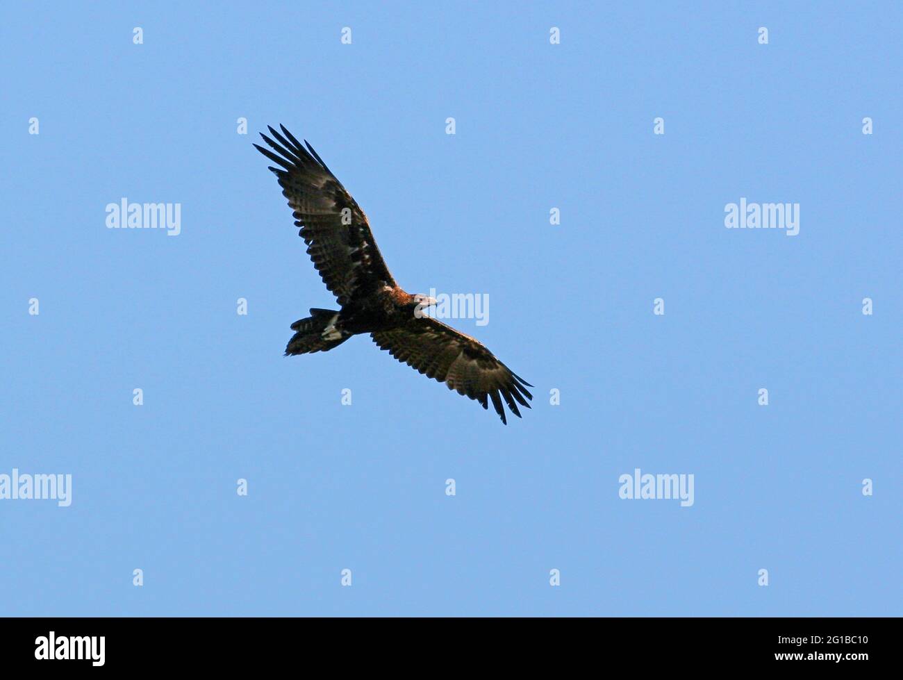 Wedge-tailed Eagle (Aquila audax audax) adult in flight south-east ...