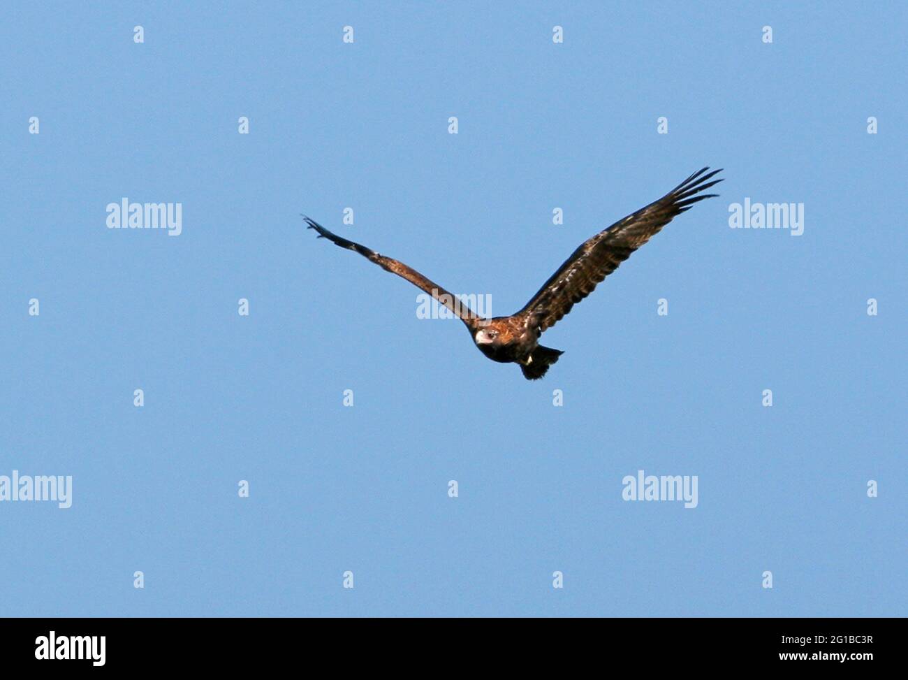 Wedge-tailed Eagle (Aquila audax audax) adult in flight south-east ...