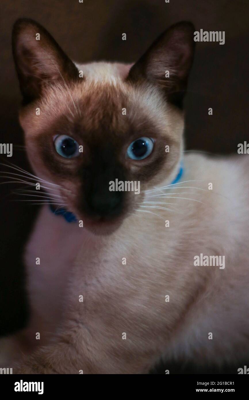 Siames cat hi-res stock photography and images - Alamy