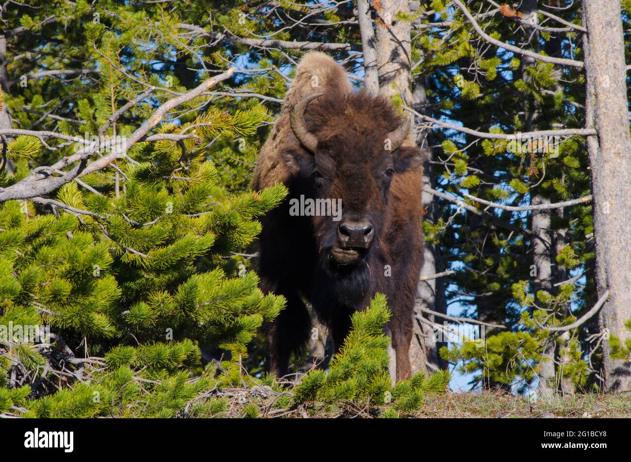 Angry looking bison hi-res stock photography and images - Alamy
