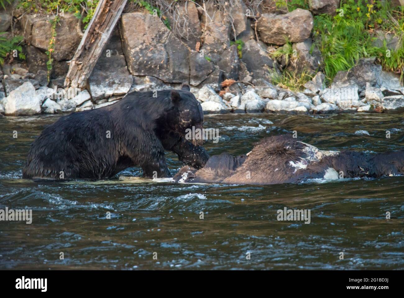 Grizzly bear eating carcass hi-res stock photography and images - Alamy