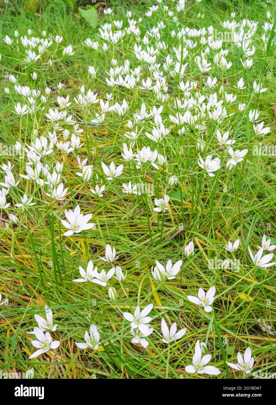 close up of wild white Milky Star flowers (Ornithogalum umbellatum) in ...