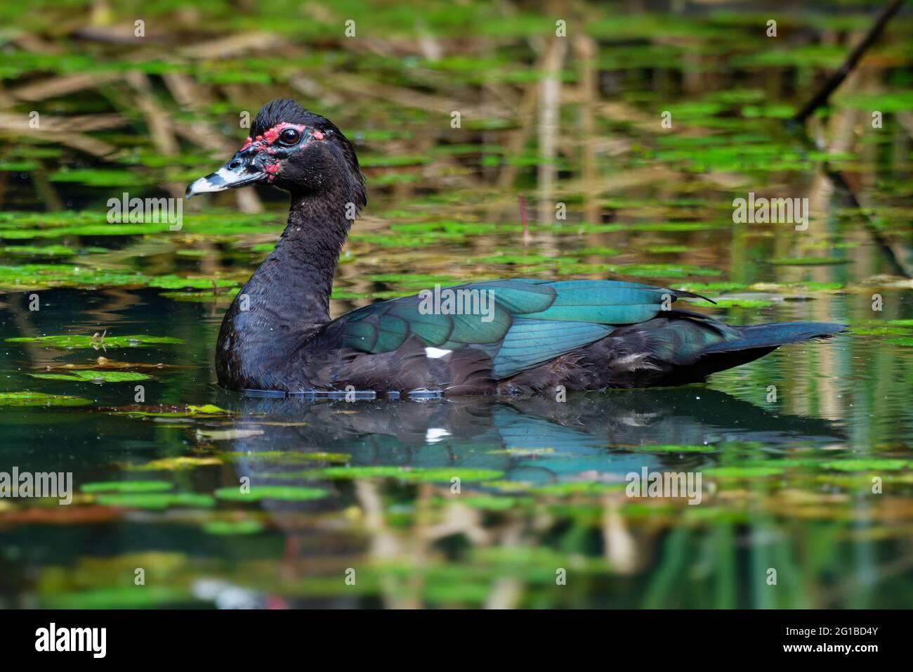 New mexico birds hi-res stock photography and images - Alamy