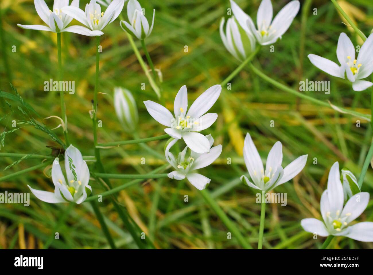 close up of wild white Milky Star flowers (Ornithogalum umbellatum) in ...