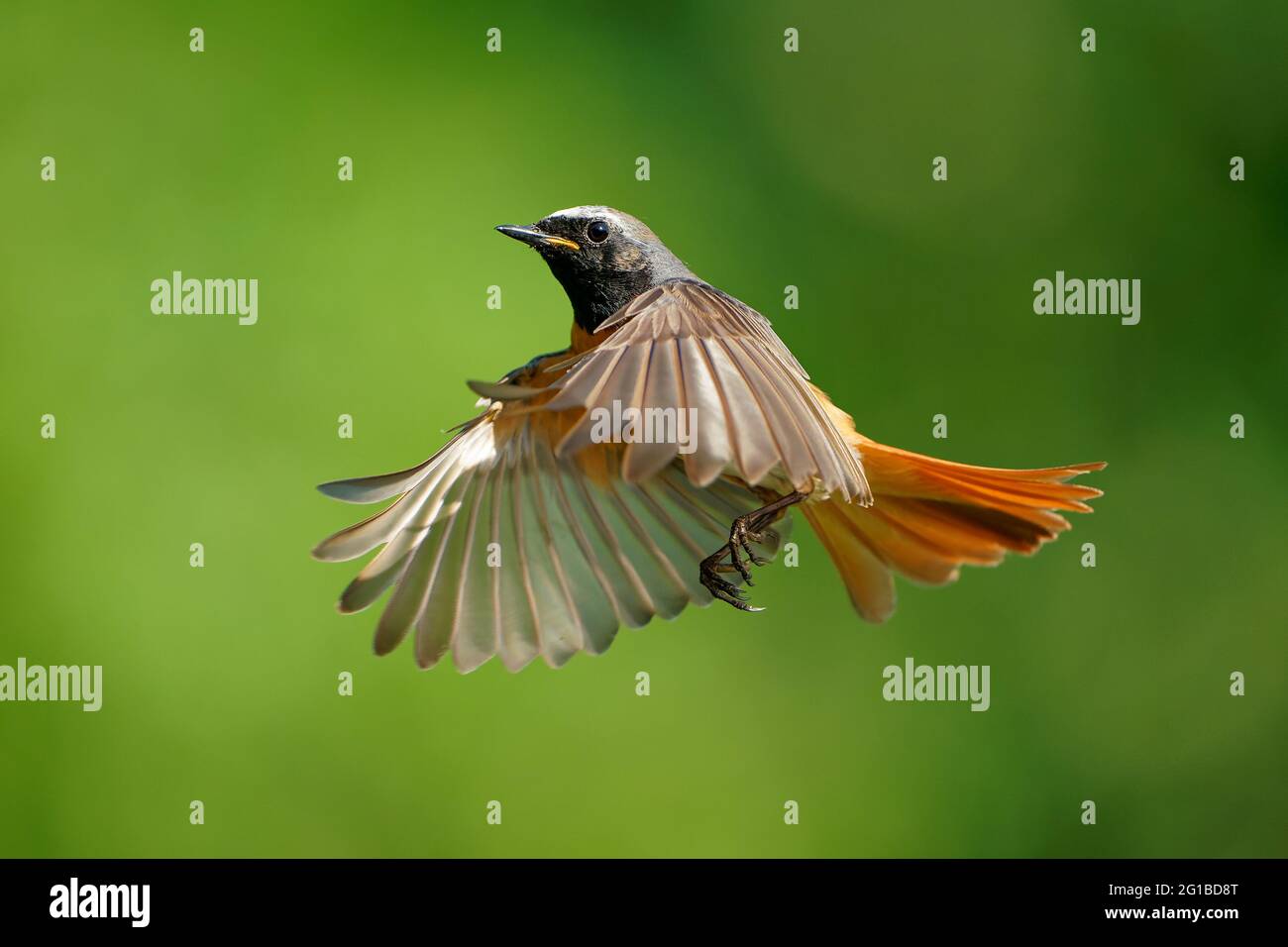 Common Redstart Phoenicurus phoenicurus small passerine bird in ...