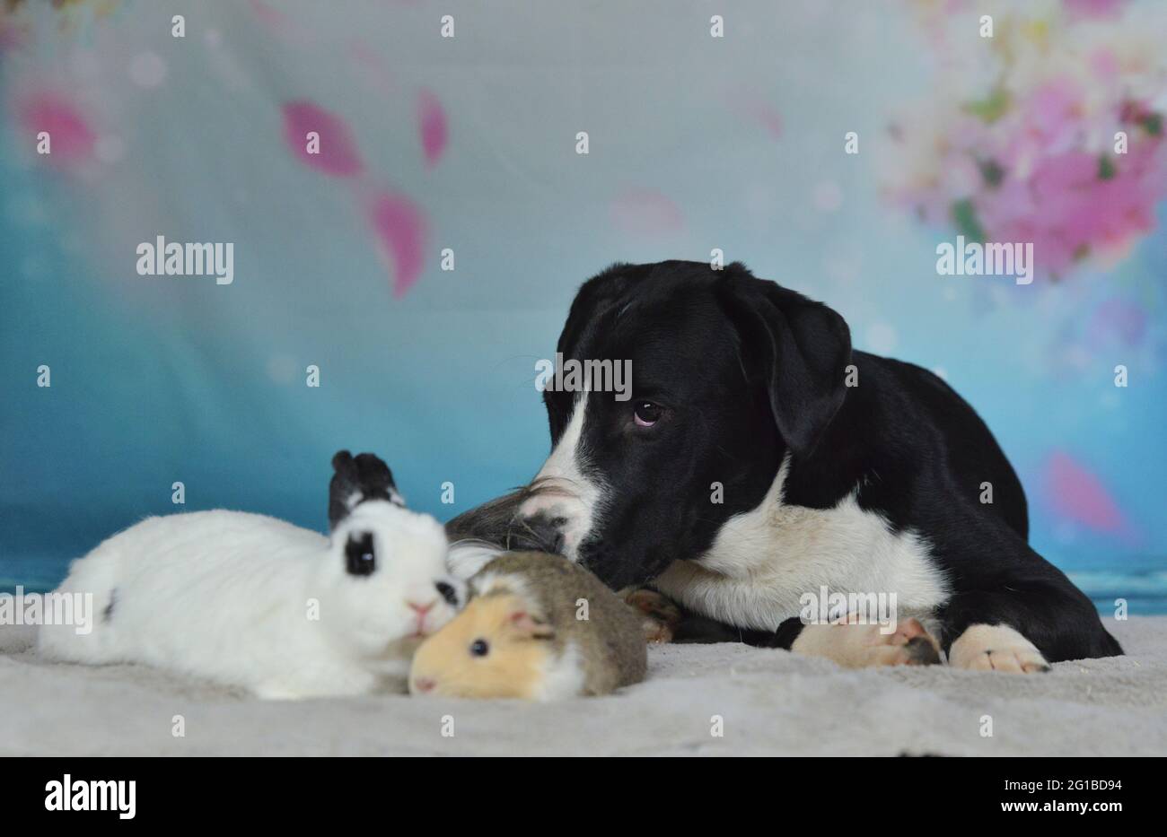 Rabbit guinea pig hi-res stock photography and images - Alamy