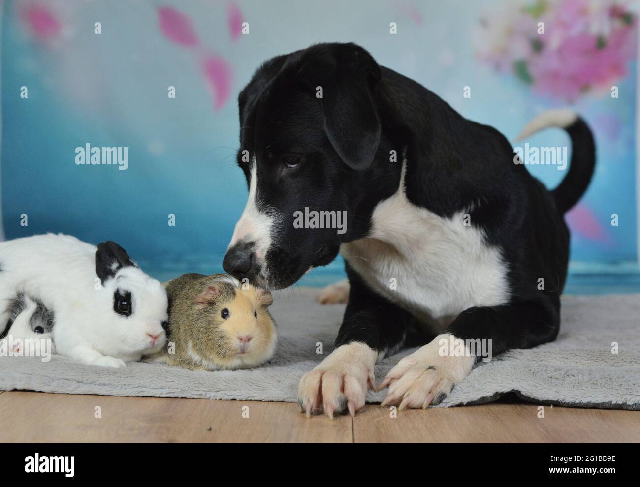 Dog and a dwarf rabbit hi-res stock photography and images - Alamy