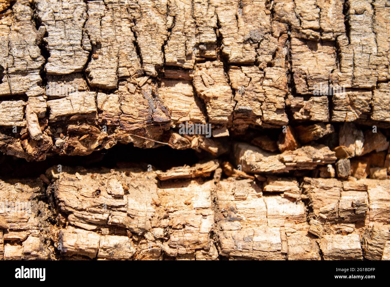 Rotten tree. Remains of a rotten tree. Scattered wood. Destroyed tree ...