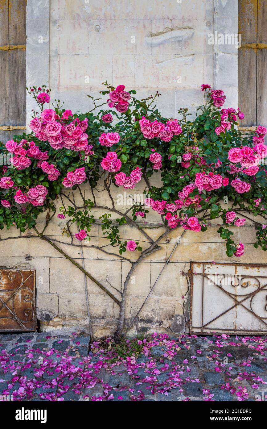 Old roses hi-res stock photography and images - Alamy