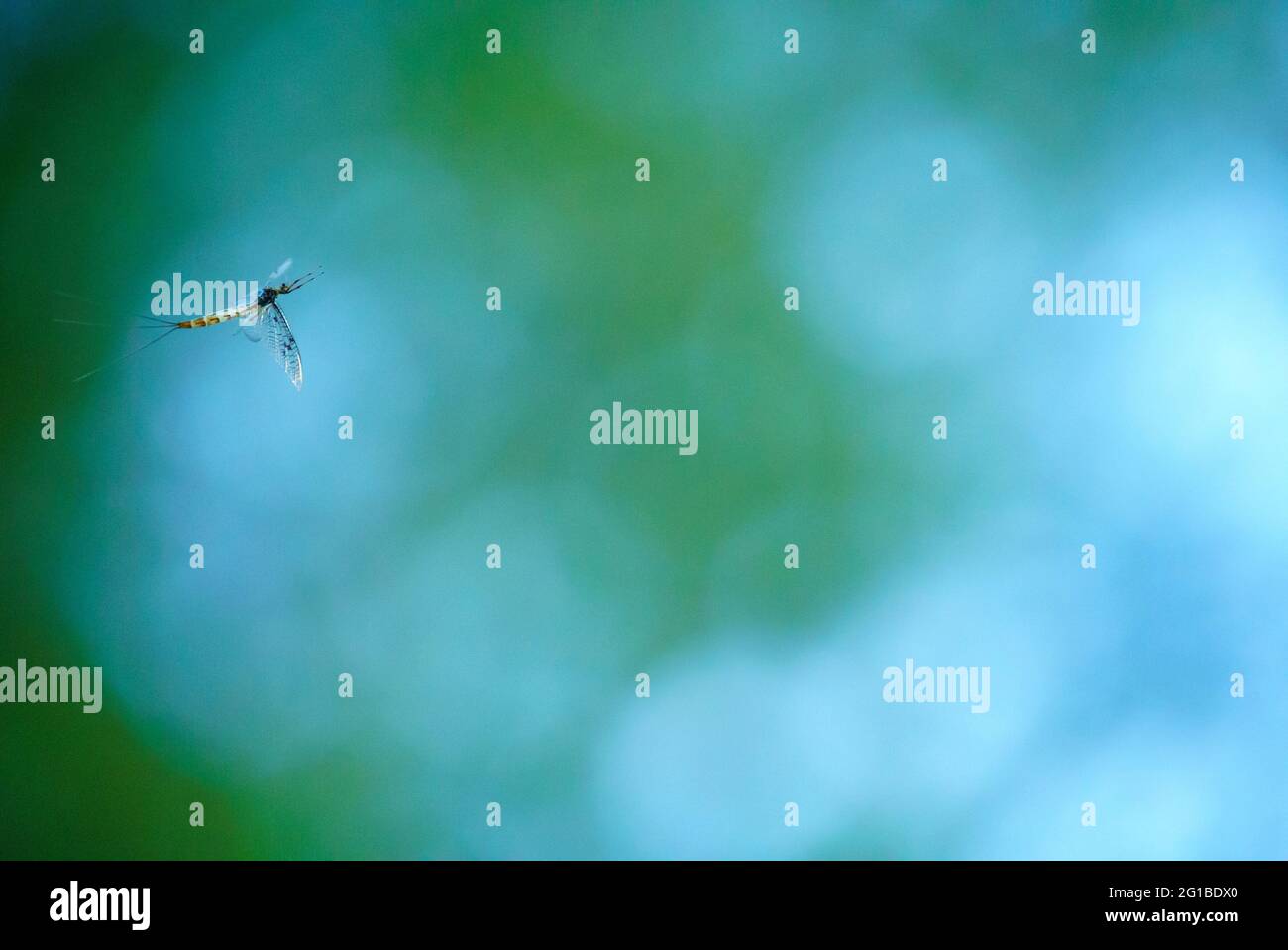 Male mayfly eyes hi-res stock photography and images - Alamy