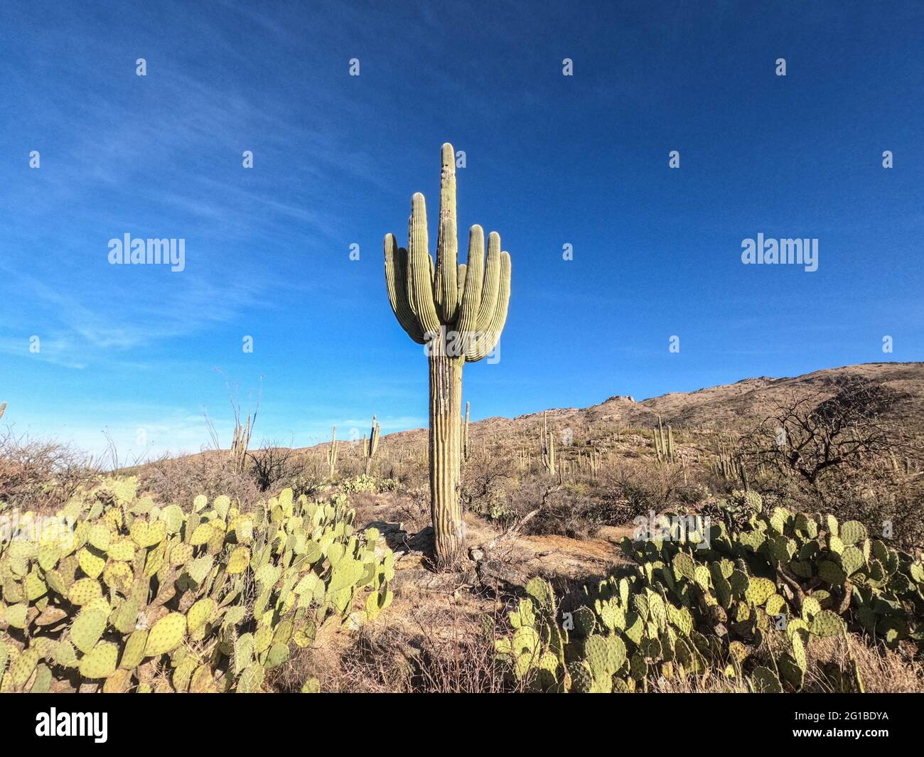 Beautiful Giant saguaro cacti on the Arizona Trail, Arizona, U.S.A ...