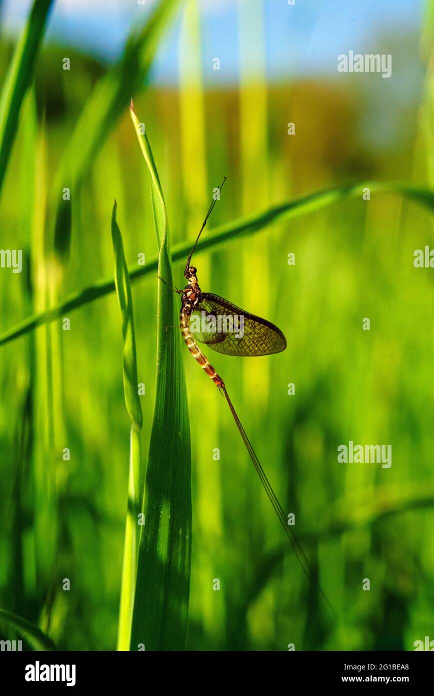 Three tail mayfly hi-res stock photography and images - Alamy