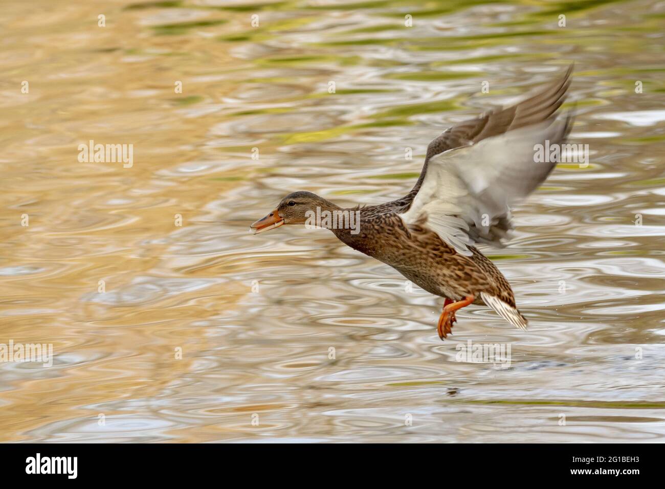 Wild mallard duck soaring over calm rippling pond in summer nature in ...