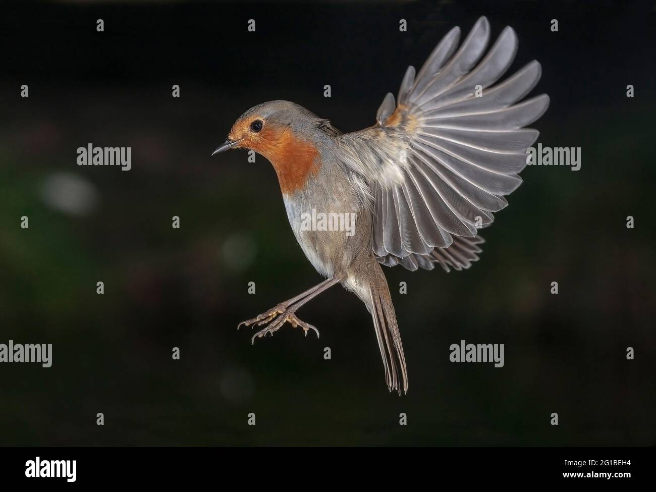 Bird with spread wings flying over tree in woods Stock Photo - Alamy