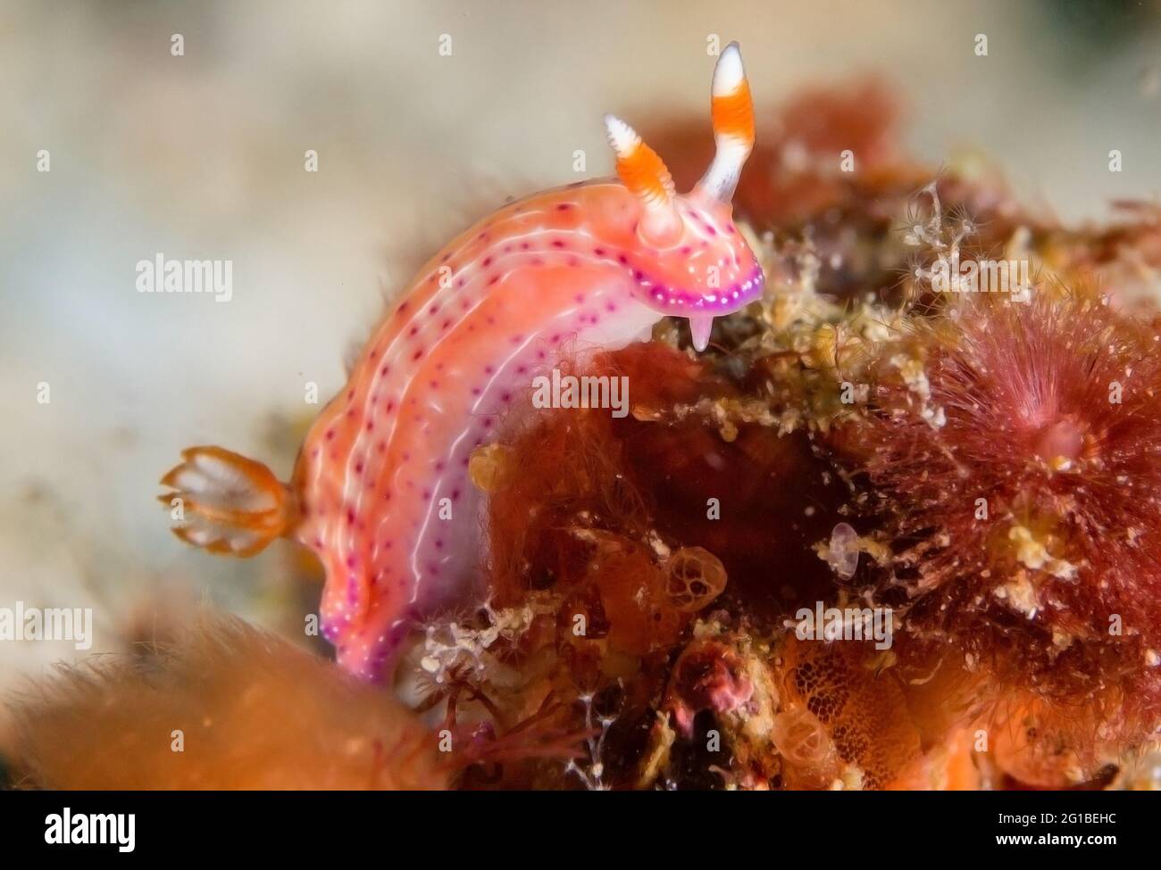 Light pink nudibranch mollusk with rhinophores and tentacles crawling ...