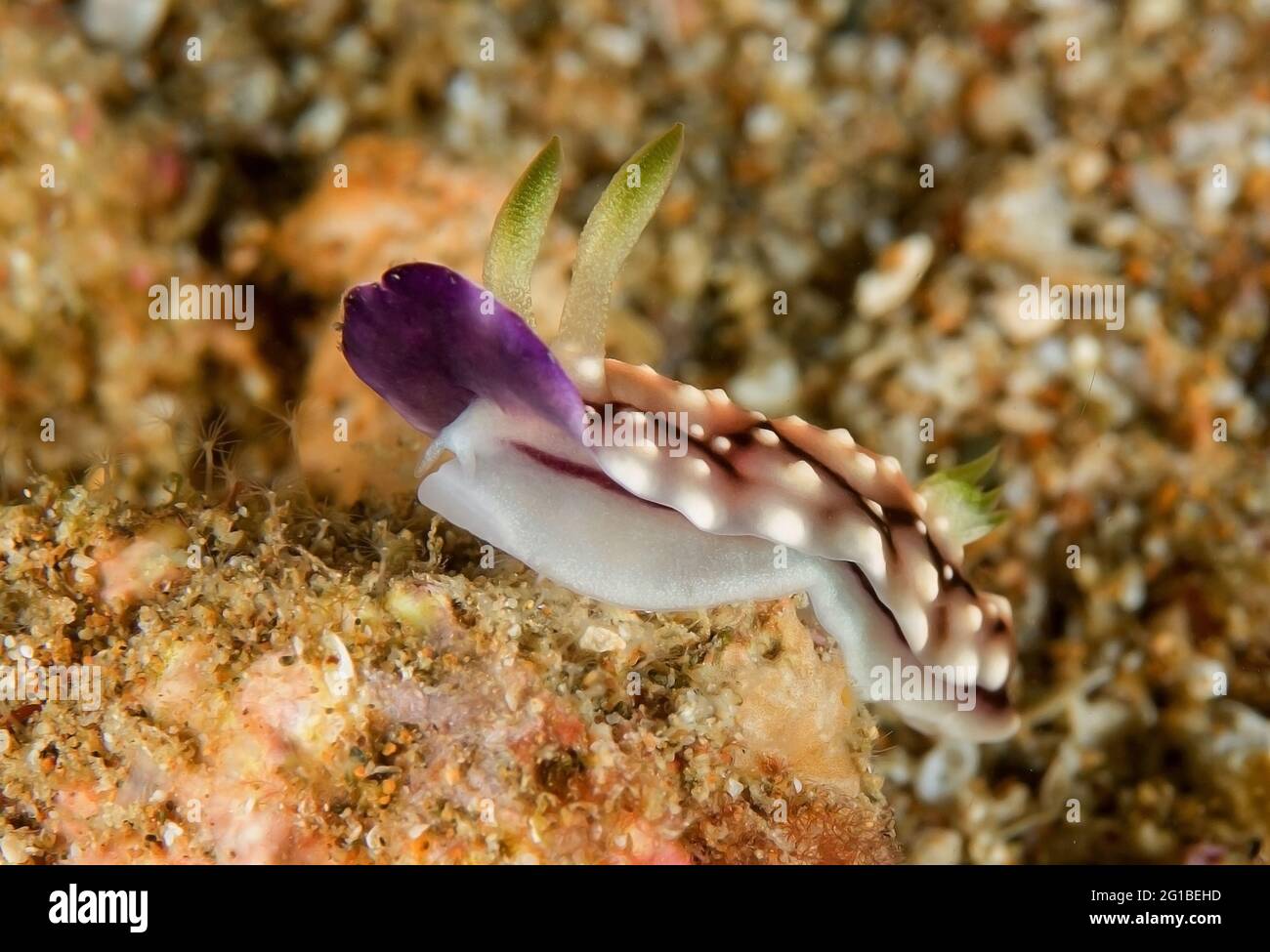 Light brown nudibranch mollusk with white spots and rhinophores ...