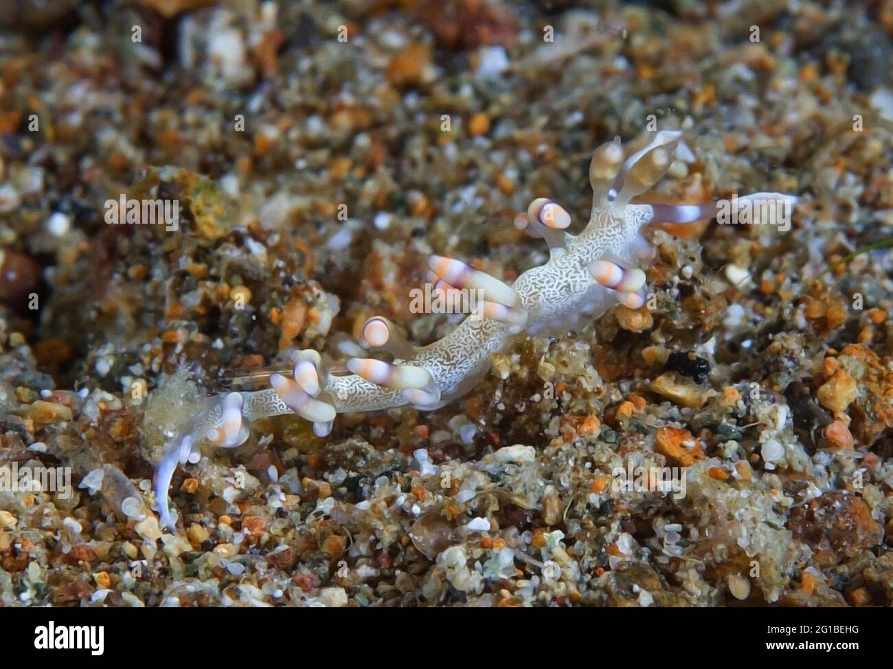 White nudibranch mollusk with tentacles and long body sitting on coral ...