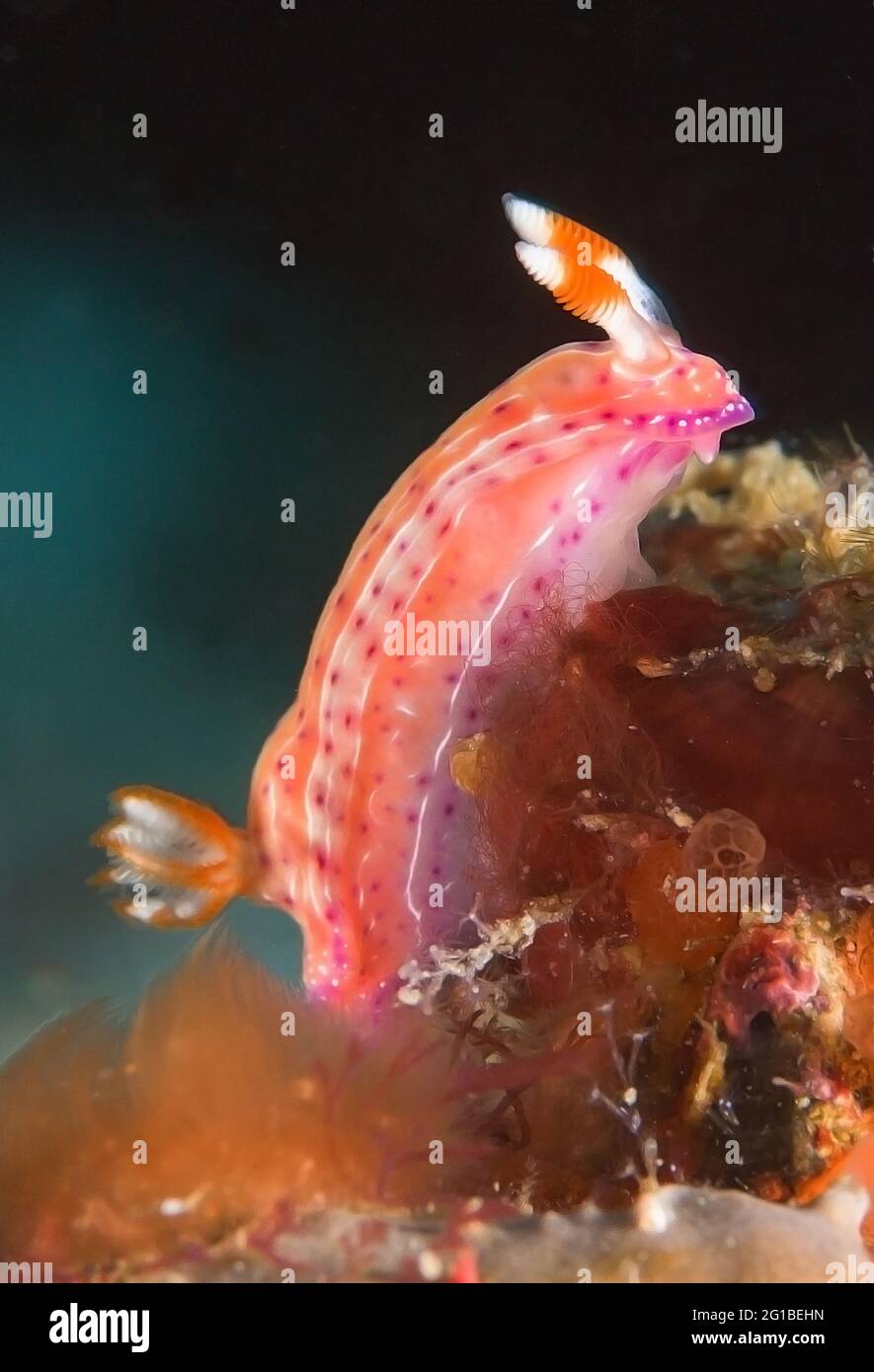 Light pink nudibranch mollusk with rhinophores and tentacles crawling ...