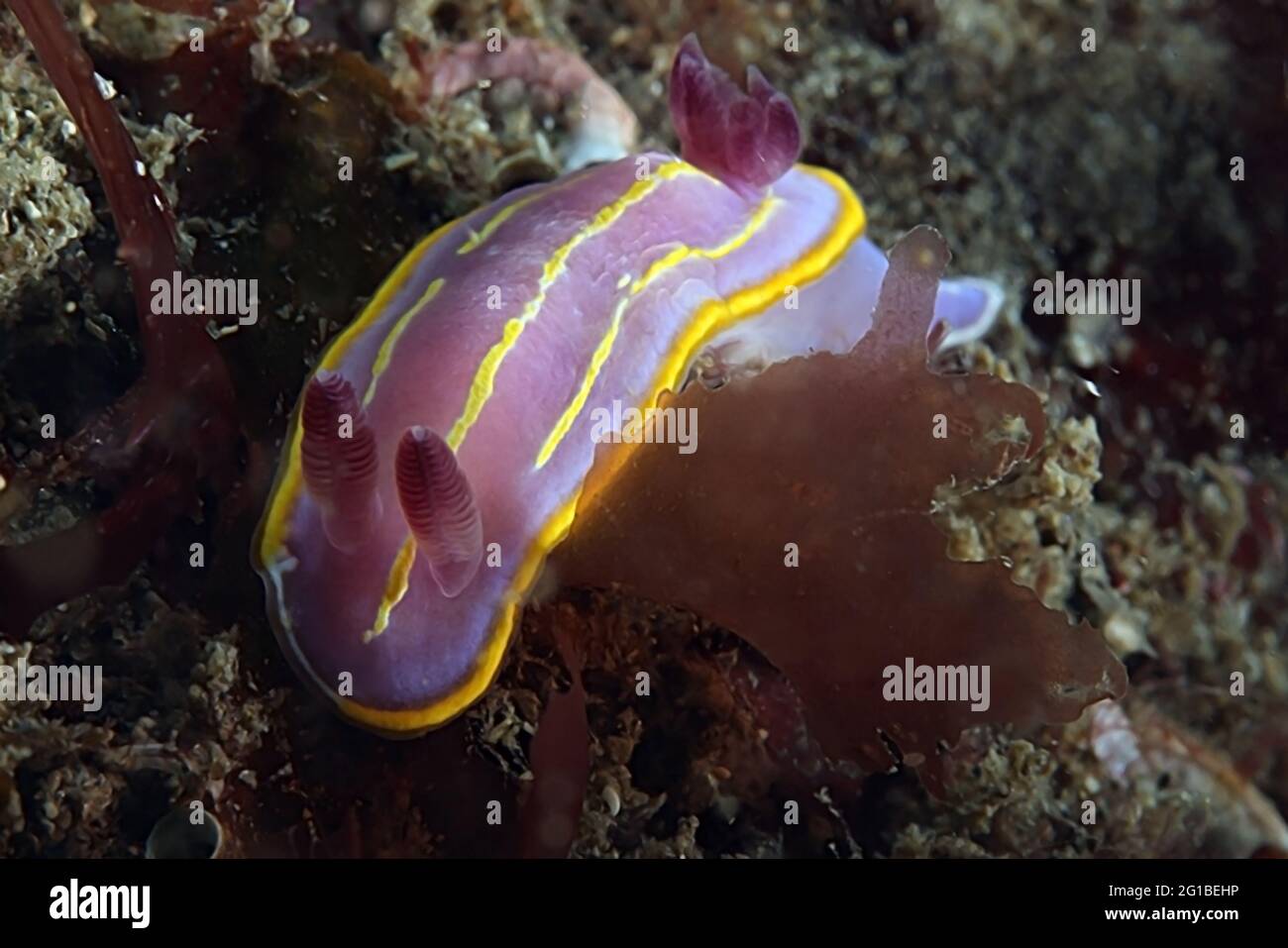 Pink nudibranch mollusk with yellow lines and rhinophores crawling on ...