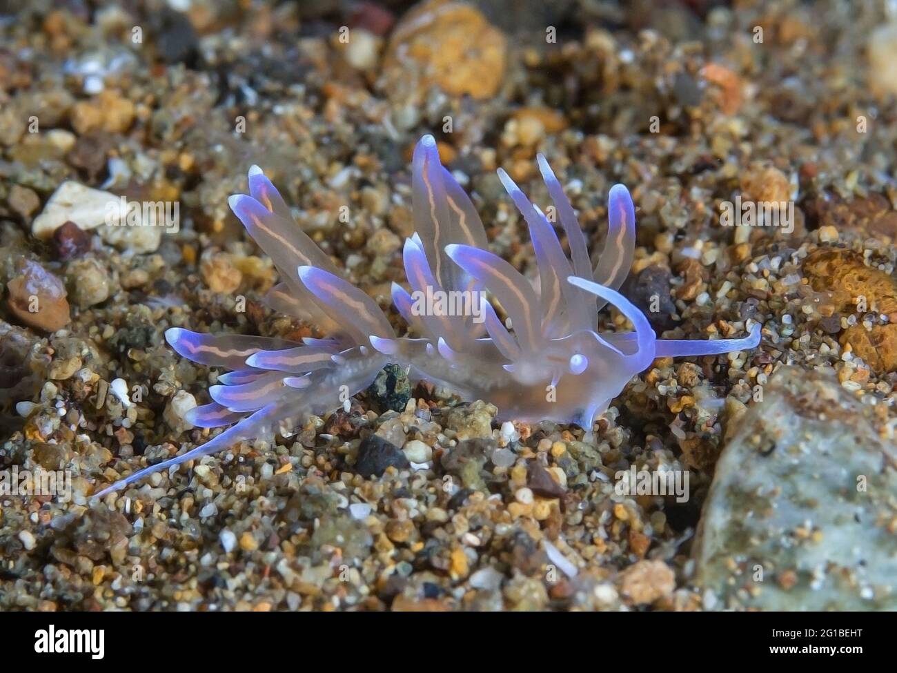 Translucent light blue nudibranch mollusk with tentacles crawling on ...