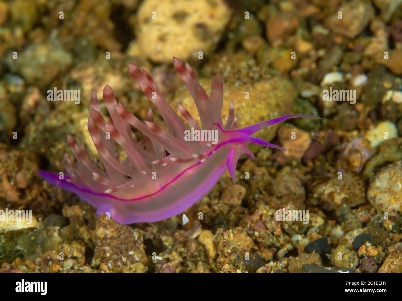 Light pink translucent nudibranch mollusk with tentacles crawling on ...