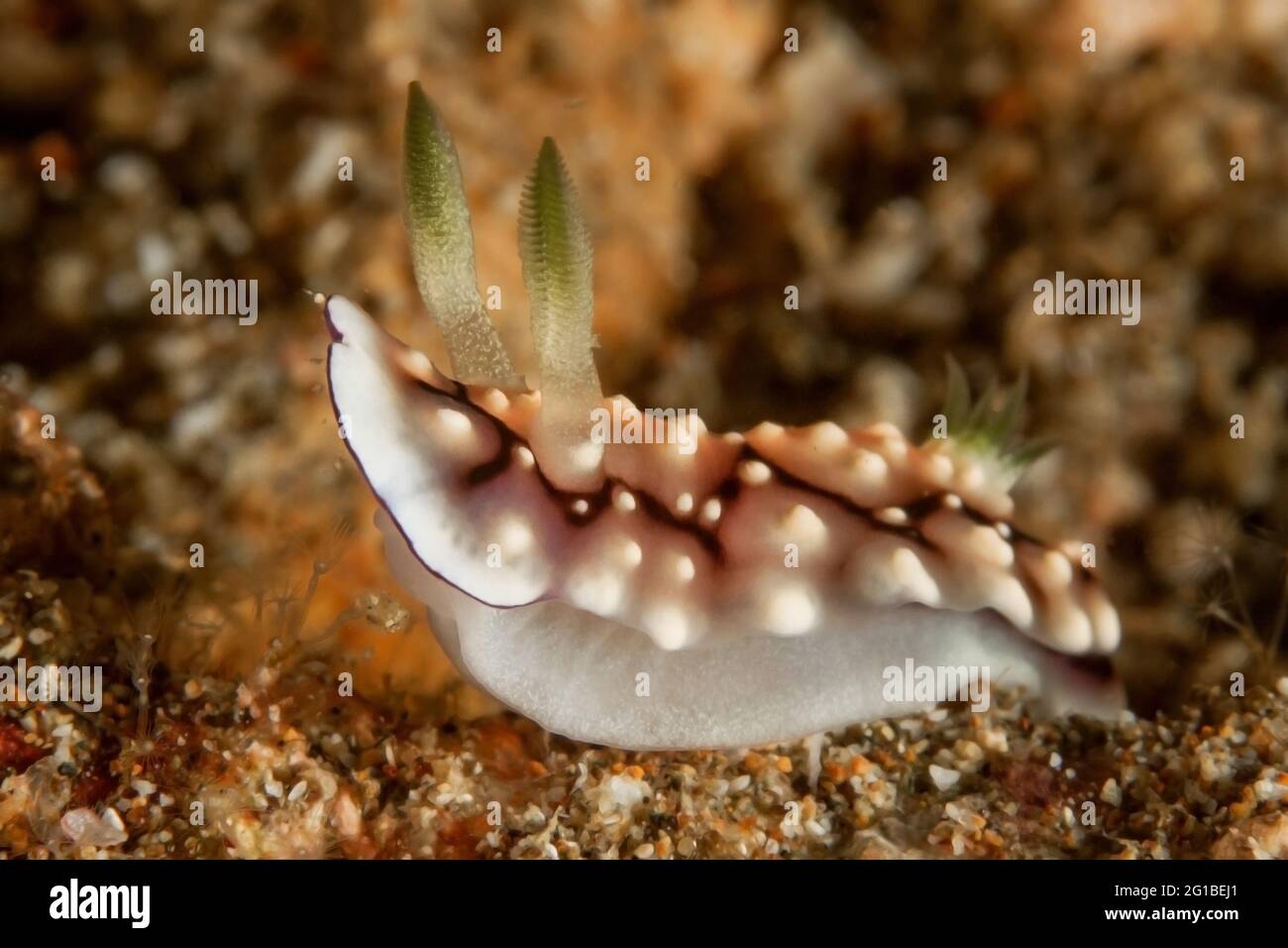 Light brown nudibranch mollusk with white spots and rhinophores ...