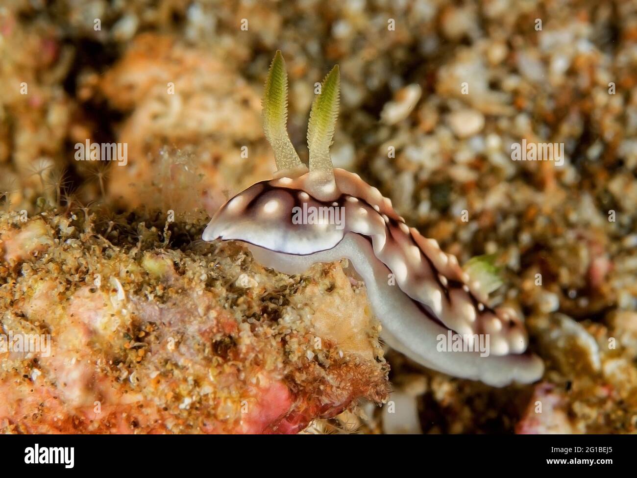 Light brown nudibranch mollusk with white spots and rhinophores ...