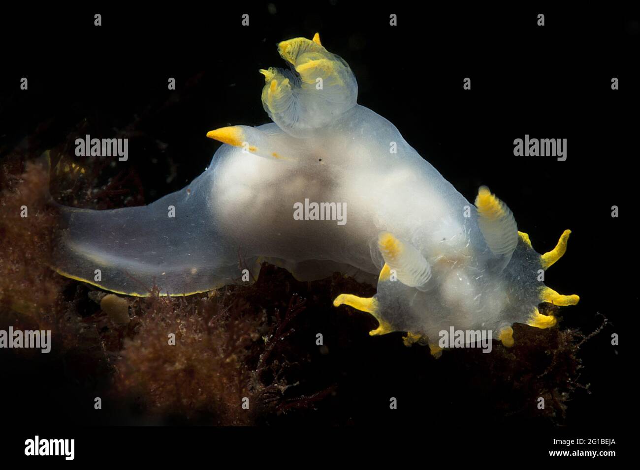White translucent nudibranch mollusk with rhinophores crawling on deep ...