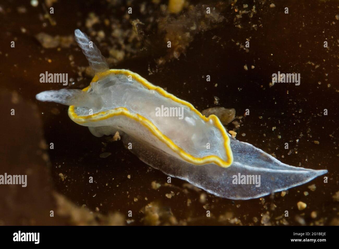 White transparent slug hi-res stock photography and images - Alamy