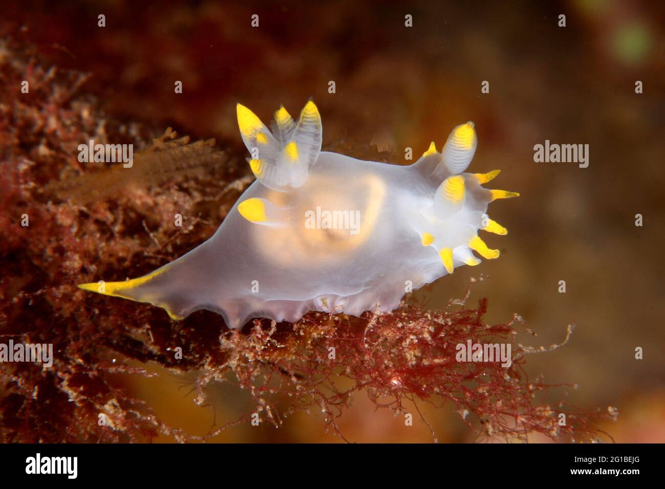 Translucent nudibranch mollusk with yellow tentacles swimming in deep ...