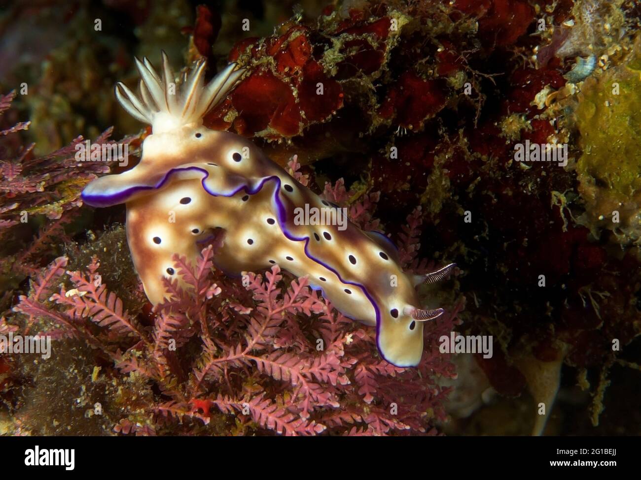From above vibrant light brown nudibranch with purple spots crawling on ...