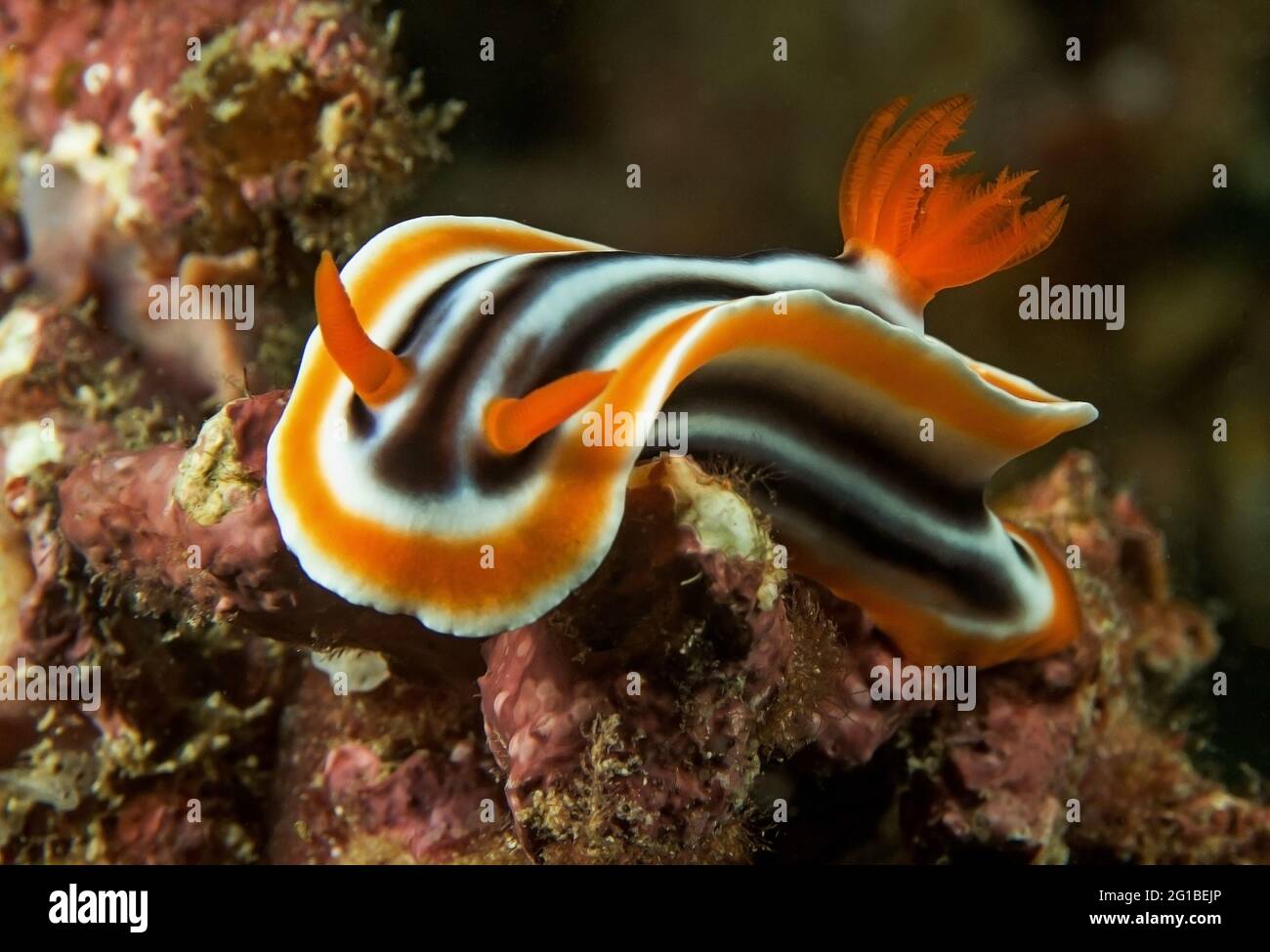 Marine specie hi-res stock photography and images - Alamy