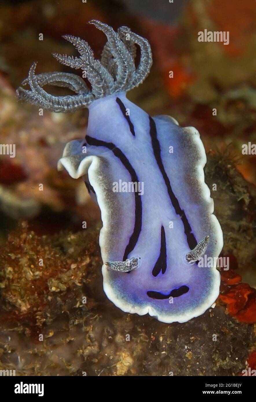 Light blue nudibranch mollusk with black stripes swimming near coral ...