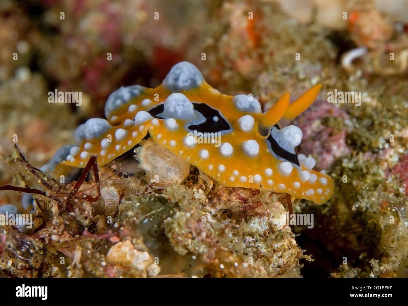 Yellow nudibranch with white spots and rhinophores crawling on coral ...