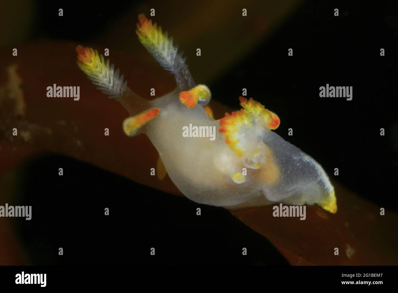 Translucent nudibranch mollusk with yellow delicate tentacles and soft ...