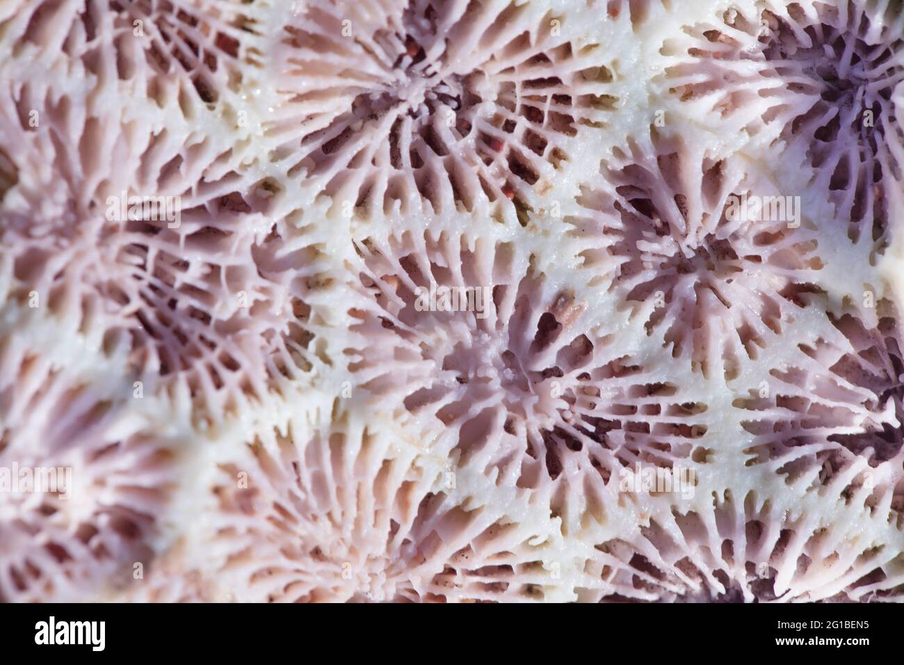 Abstract macro background. Biological texture of natural sea coral ...
