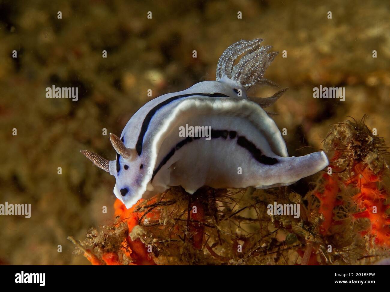 Light blue nudibranch mollusk with tentacles and rhinophores sitting on ...