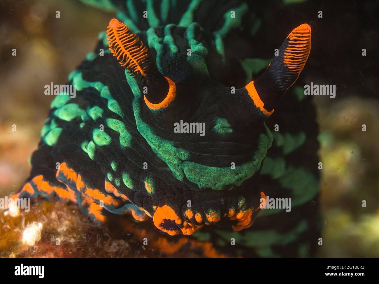 Vivid orange slug hi-res stock photography and images - Alamy