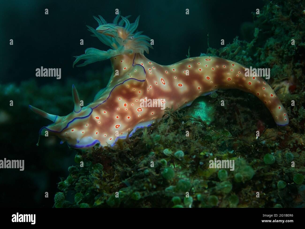 Marine gastropod mollusk with gills and tentacles on mantle swimming ...