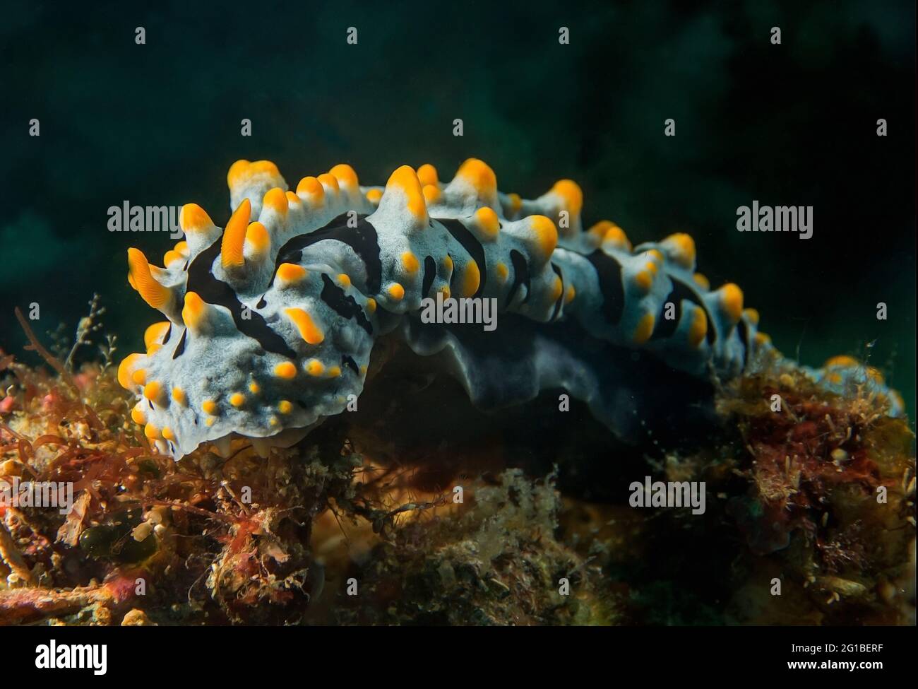 Marine gastropod mollusk with rhinophores and tentacles on mantle in ...