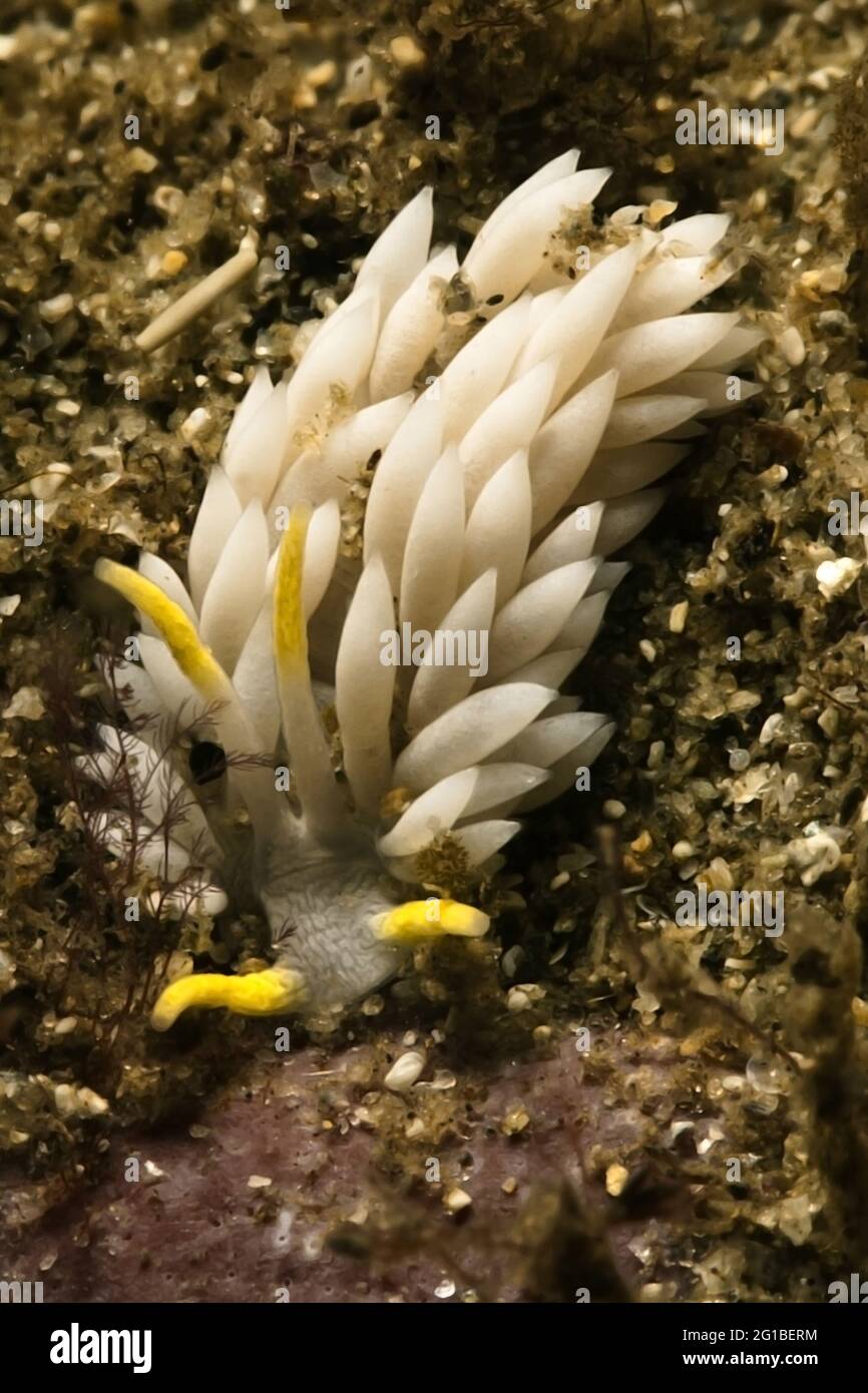 White mollusk with white and yellow tentacles on rough bottom in ...