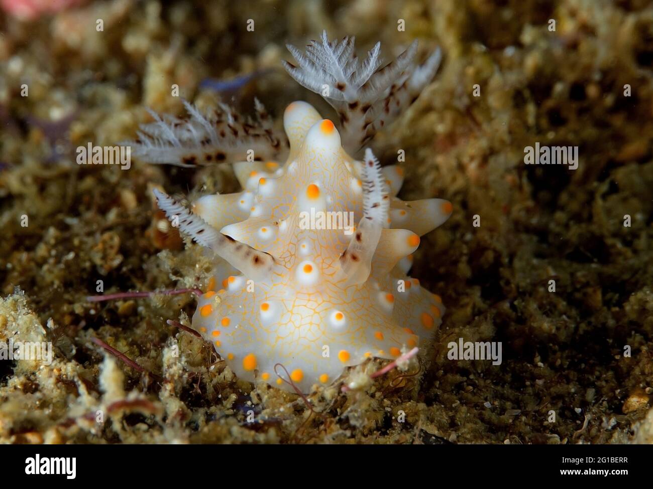 Nudibranch with tentacles and rhinophores on white mantle on bottom in ...