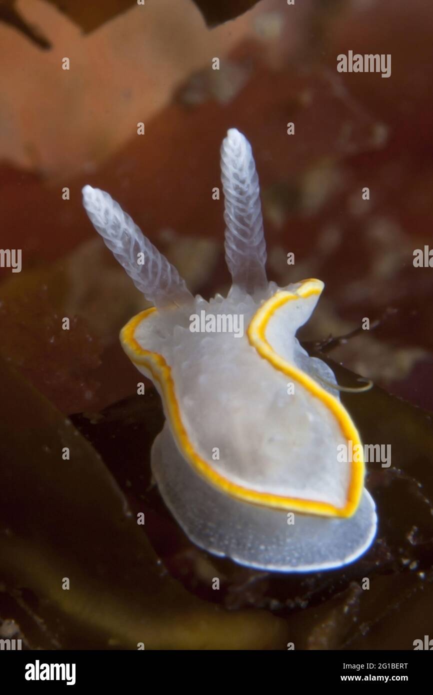 Marine gastropod mollusk with shiny tentacles in pure sea aqua on ...