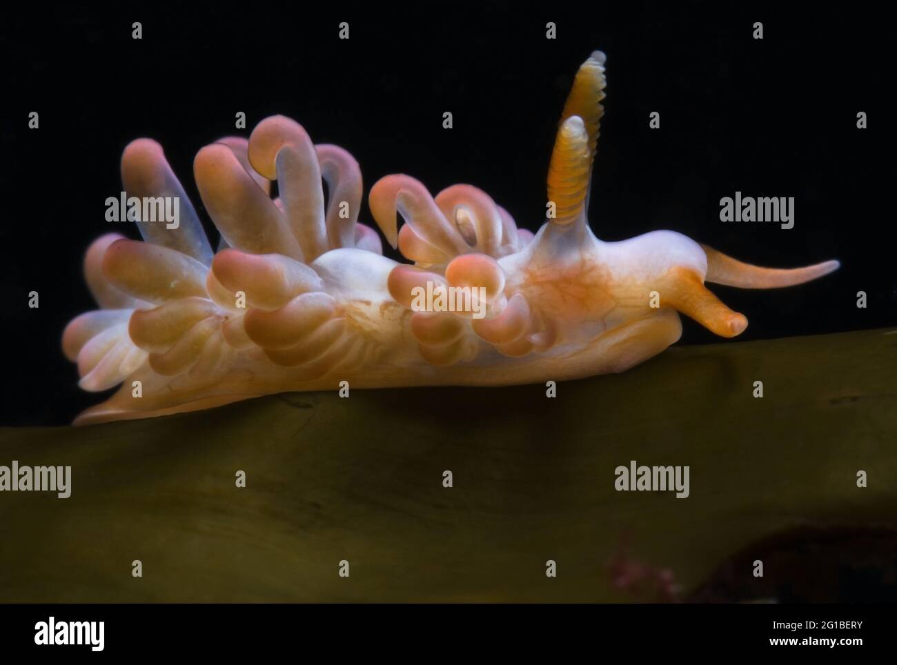 Gastropod mollusc with tentacles on mantle swimming in transparent sea ...